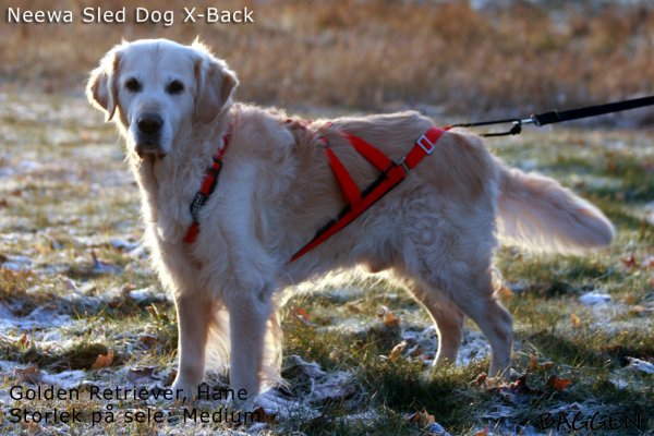 Sled dog harness - Golden Retriever - News